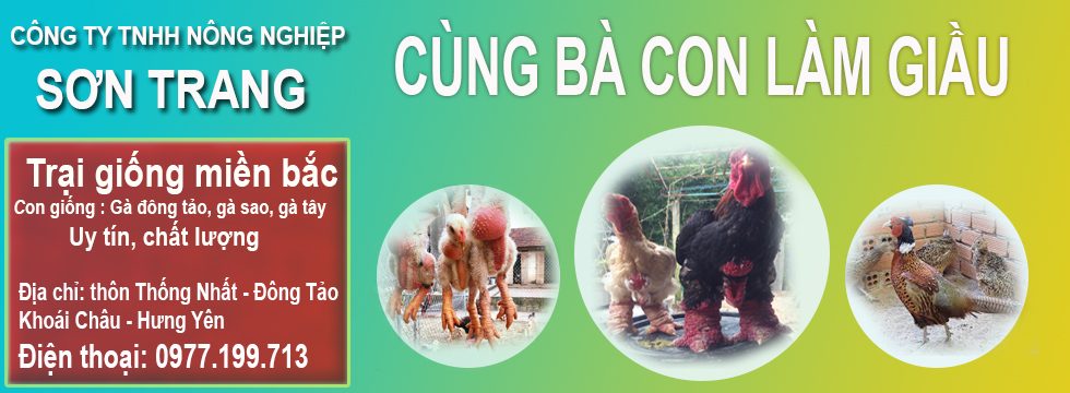 Gà đen hơ mông giống thuần chủng - Không ưng ý hoàn tiền 100%